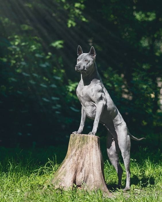 15 Interesting Facts About Thai Ridgebacks - PetPress