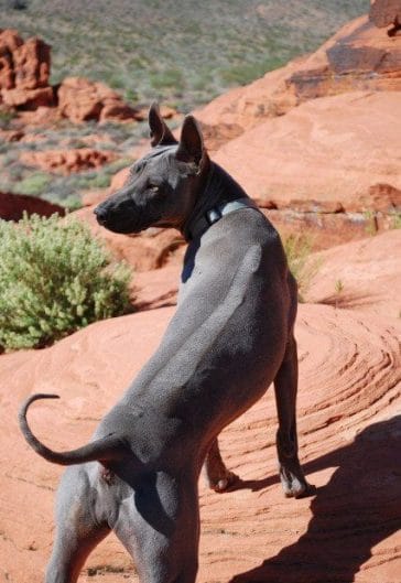 15 Interesting Facts About Thai Ridgebacks - PetPress