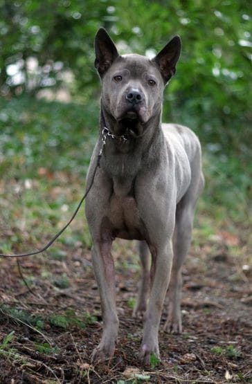 15 Interesting Facts About Thai Ridgebacks - PetPress