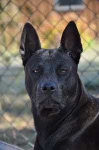 15 Interesting Facts About Thai Ridgebacks - PetPress