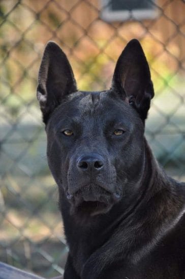 15 Interesting Facts About Thai Ridgebacks - PetPress