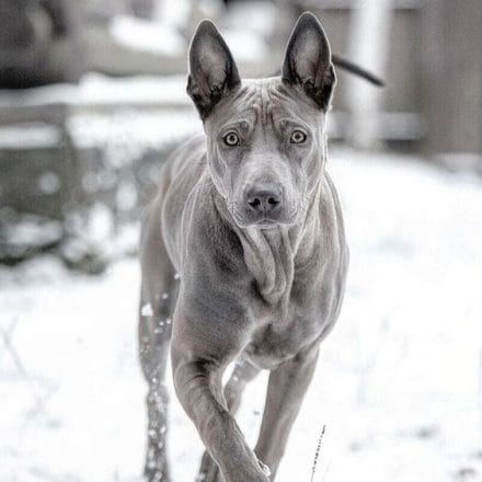 15 Interesting Facts About Thai Ridgebacks - Page 2 of 3 - PetPress