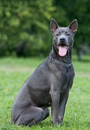 15 Interesting Facts About Thai Ridgebacks - Page 2 of 3 - PetPress