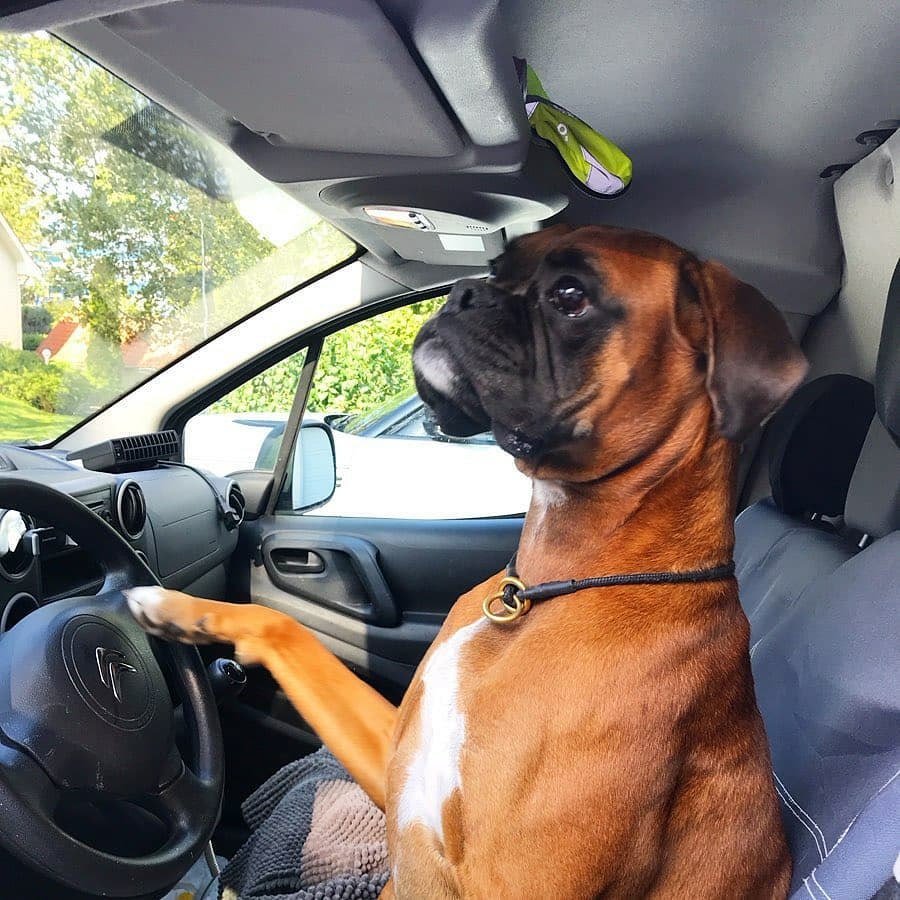 14 Fabulous Things to Know About Boxer Dogs - PetPress