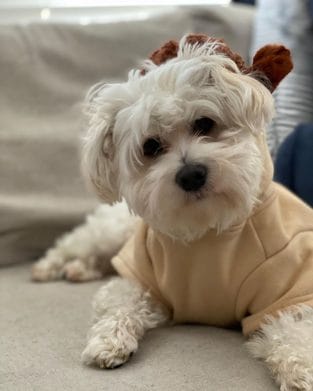 14 Reasons To Adore Maltese Dogs - PetPress