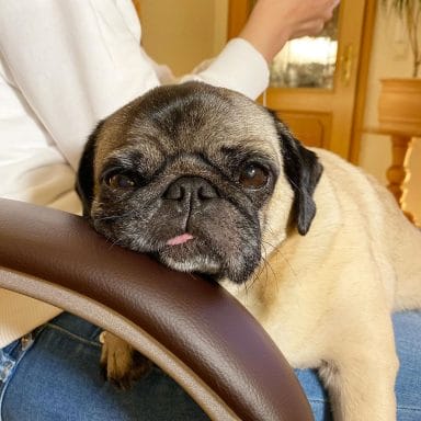 14 Magnificent Facts About Pugs - Page 2 of 4 - PetPress