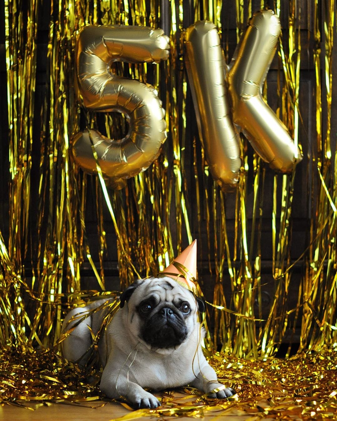 14 Magnificent Facts About Pugs - PetPress