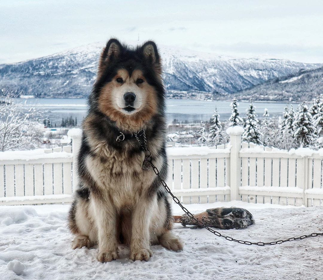 14 Lovely Facts About The Alaskan Malamute - Page 2 of 4 - PetPress