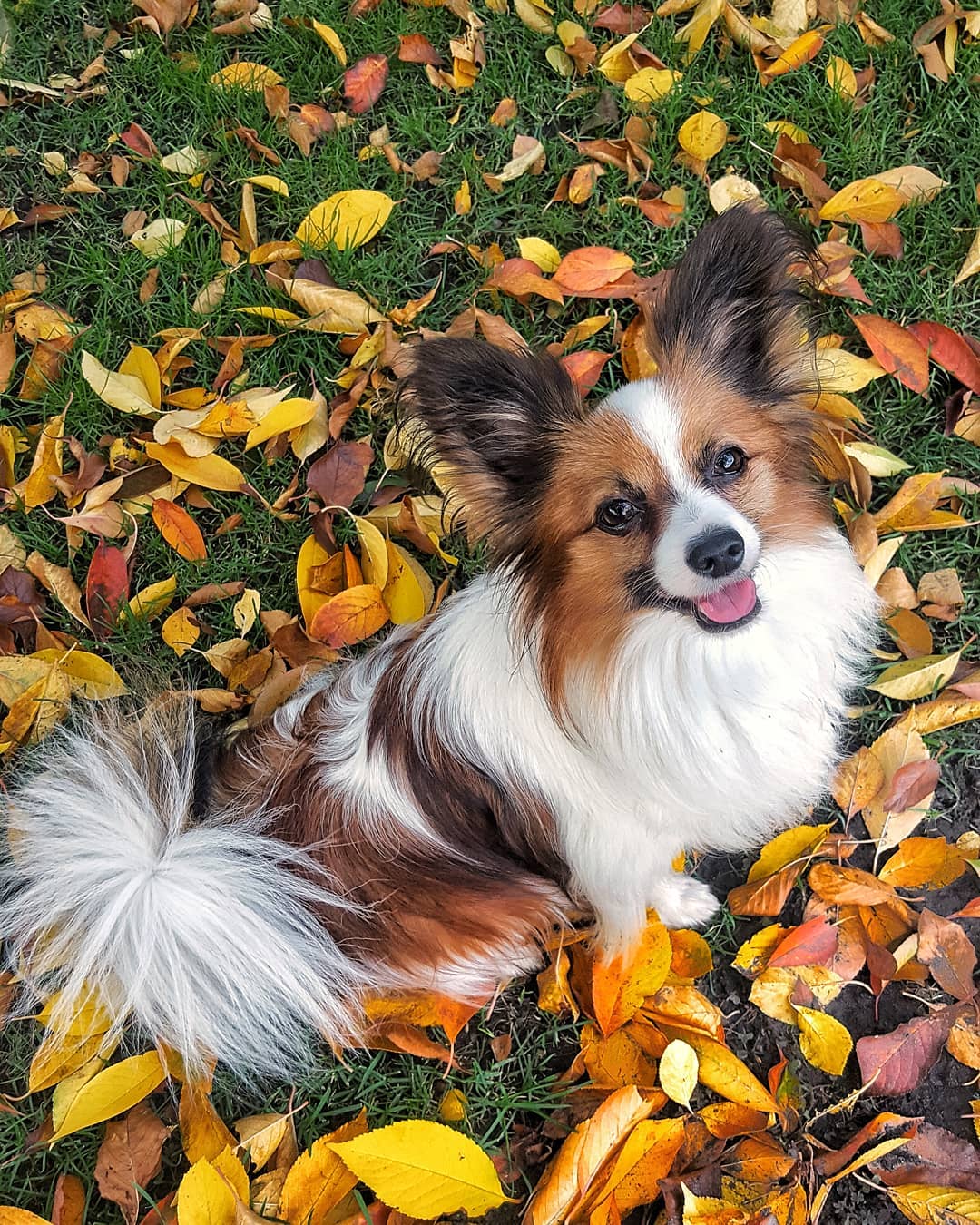 14 Beautiful Facts About Papillons - PetPress