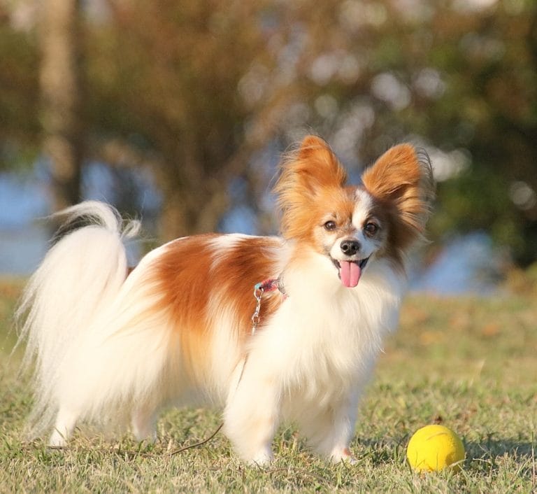 14 Beautiful Facts About Papillons - PetPress