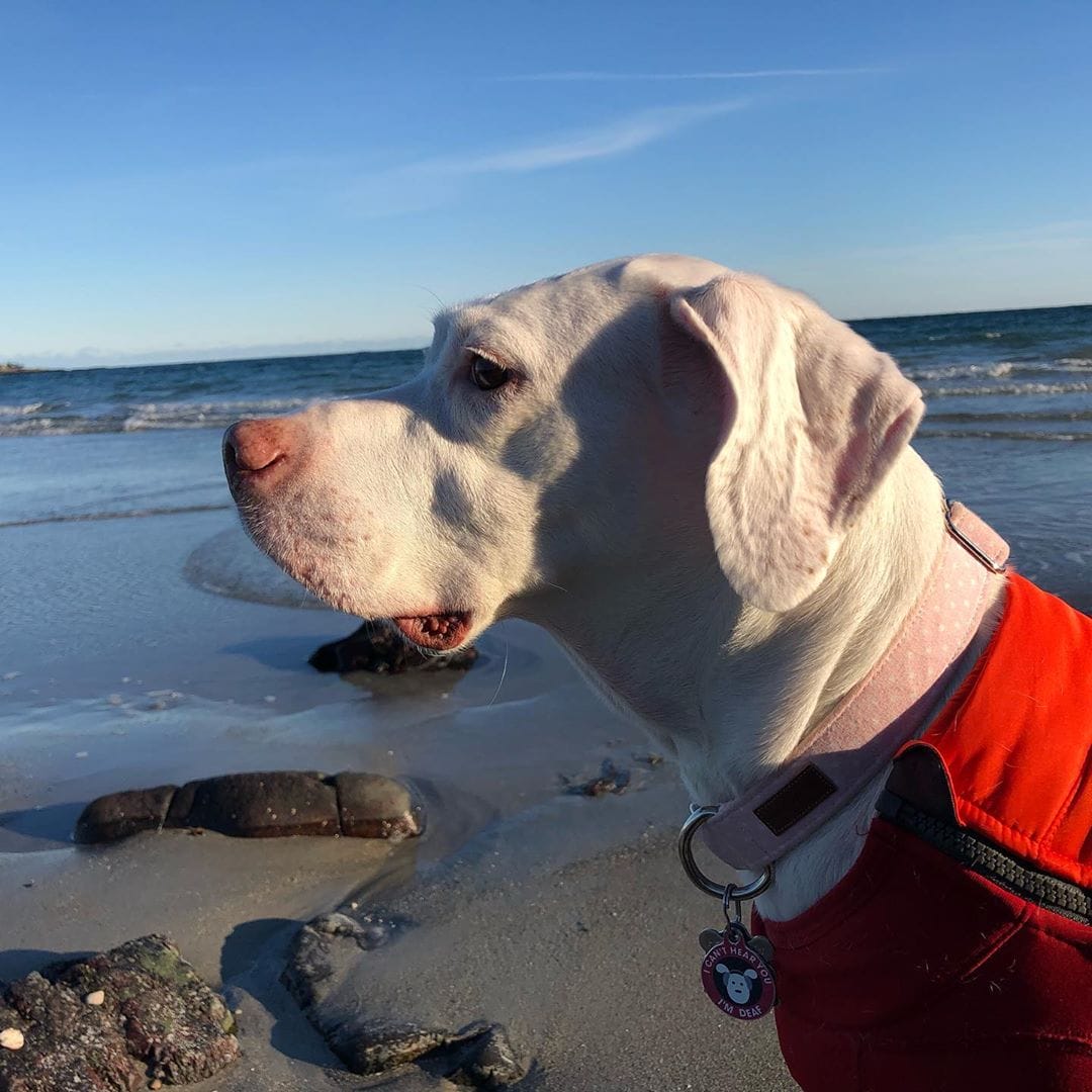 14 Amazing Reasons To Love English Pointers - Page 2 of 4 - PetPress