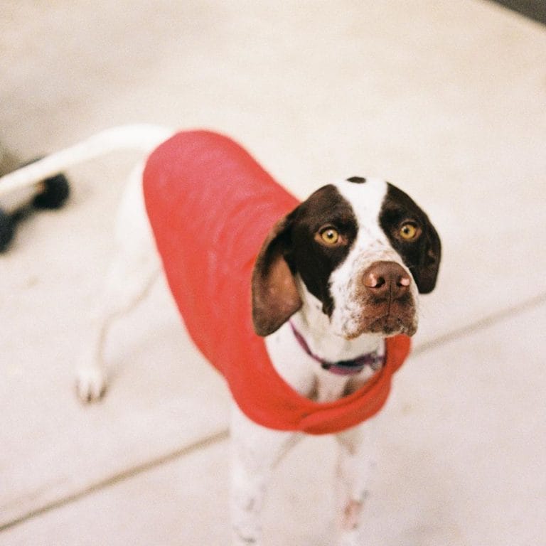 14 Amazing Reasons To Love English Pointers - PetPress