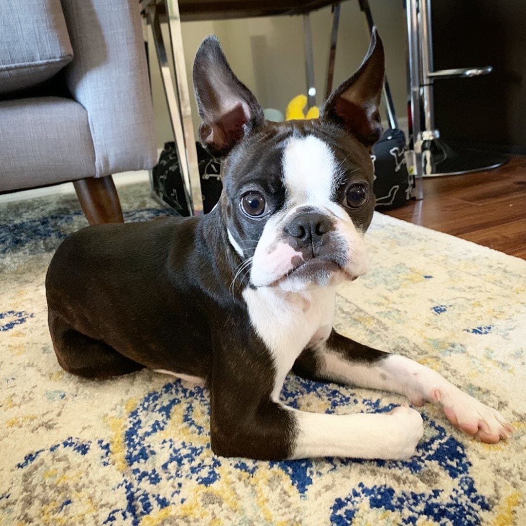 14 Adorable Facts About Boston Terriers - PetPress