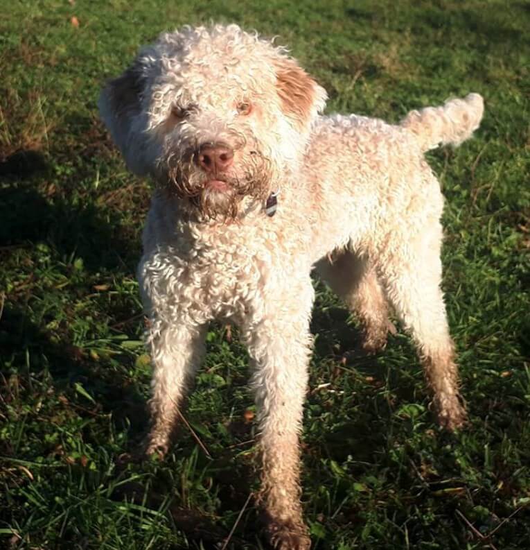 14 Tips For Caring For A Curly Handsome - Lagotto Romagnolo - Page 2 of ...