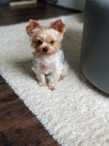 14 Things You Should Know Before Getting Your First Yorkie - PetPress