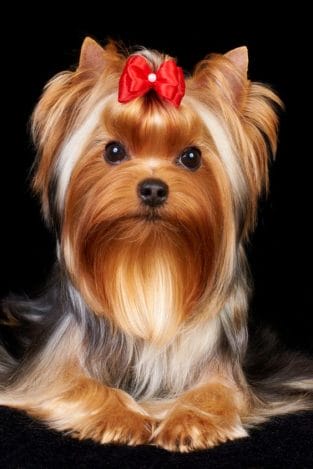 14 Things You Should Know Before Getting Your First Yorkie - PetPress