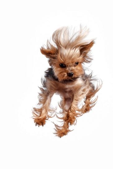 14 Things You Should Know Before Getting Your First Yorkie - PetPress