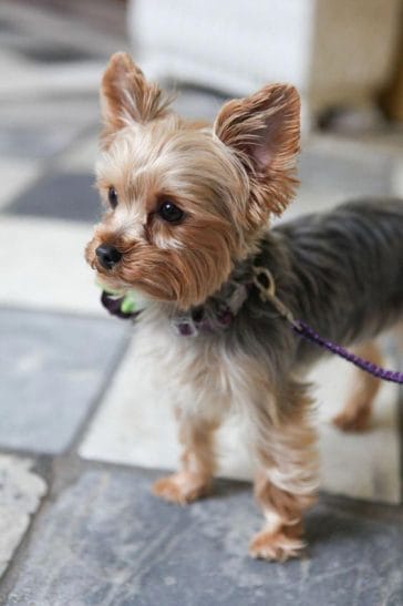 14 Cute Yorkies That Are Very Happy - PetPress