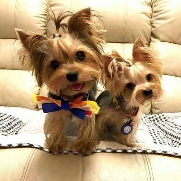 14 Cute Yorkies That Are Very Happy - PetPress