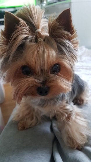 14 Cute Yorkies That Are Very Happy - Page 3 of 3 - PetPress