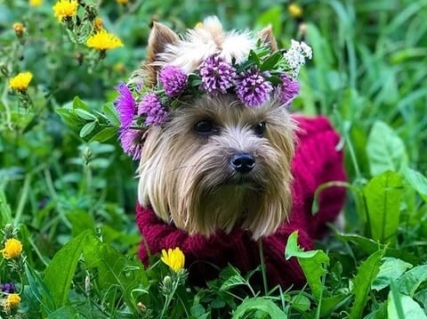 14 Cute Pictures Proving That Yorkies are True Flower Connoisseurs ...