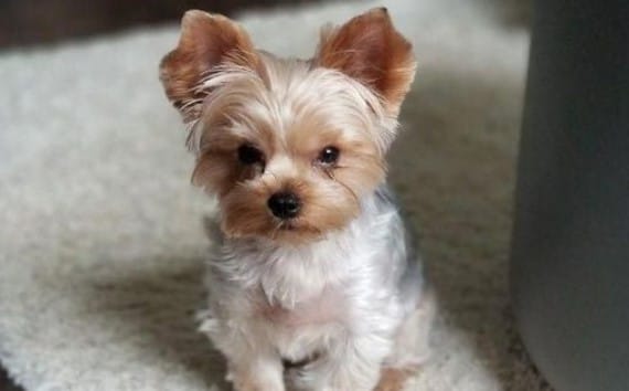 14 Things You Should Know Before Getting Your First Yorkie - PetPress