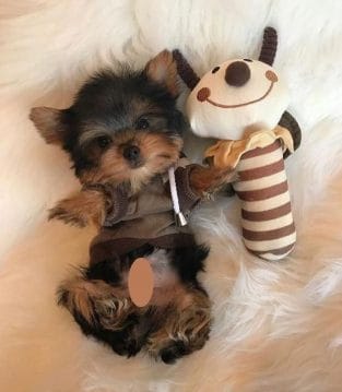 14 Cute Yorkies That Are Very Happy - PetPress