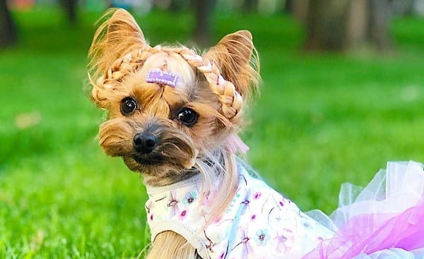 15 Cute Clothes That Will Fit for Your Yorkshire Terrier - PetPress