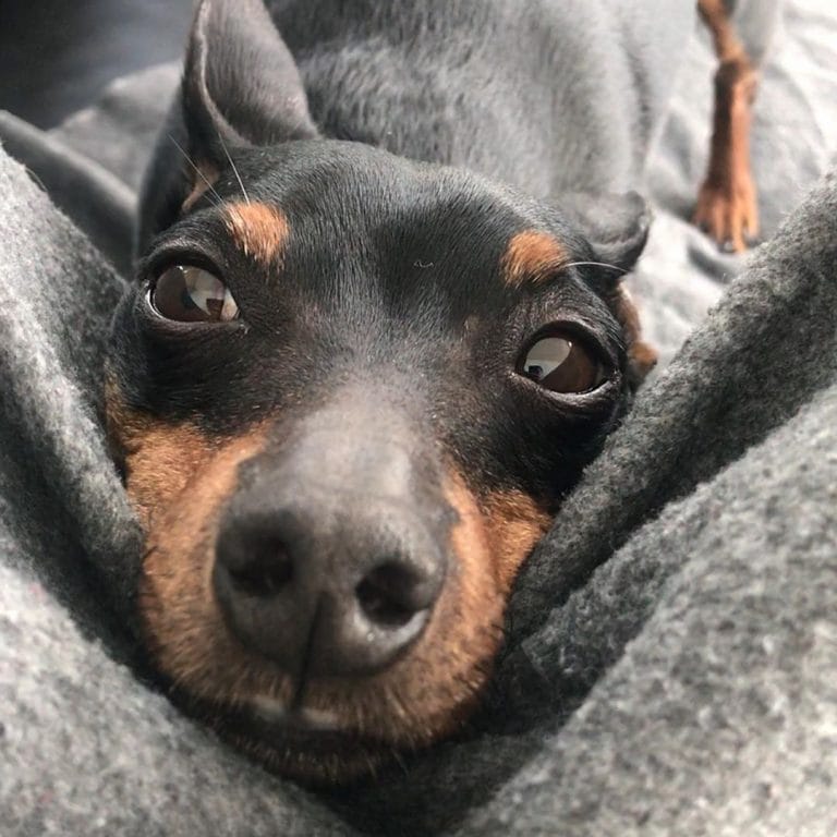 14 Facts About Miniature Pinscher Dogs - PetPress