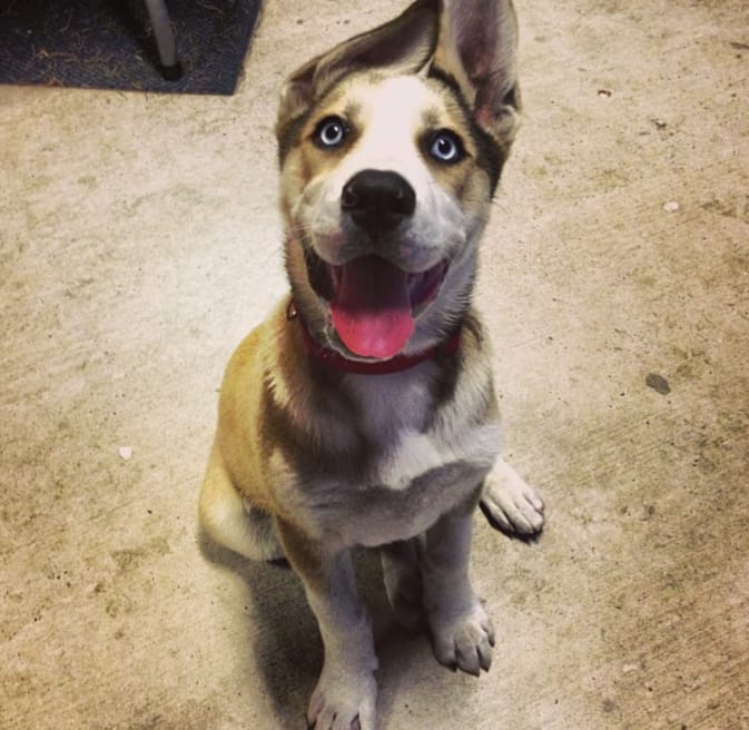 14 Amazing Husky Mixes That Will Melt Your Heart - PetPress