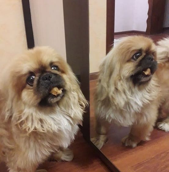 14 Funny Pekingese Pics That Will Make Your Day! - PetPress