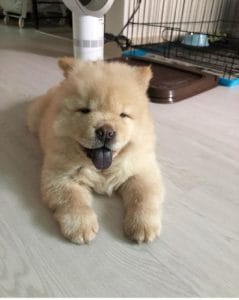 14 Funny Chow Chows That Will Make Your Day - Page 2 of 4 - PetPress
