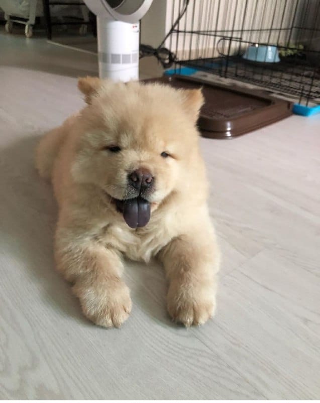 14 Funny Chow Chows That Will Make Your Day - Page 2 of 4 - PetPress