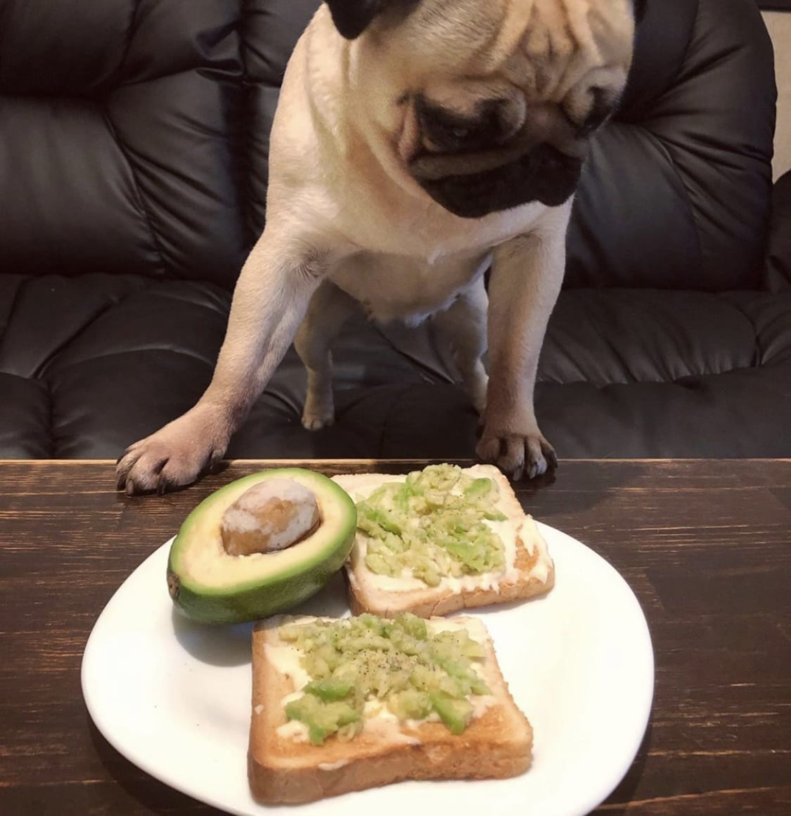 14 Photo Evidence That Pugs Are Real Gourmets! - PetPress