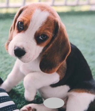 14 Proofs That The Beagle Is The Perfect Companion For The Baby - PetPress