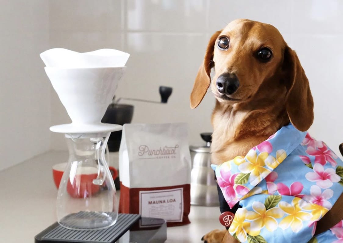 The 14 Best Jobs For Dachshunds - PetPress