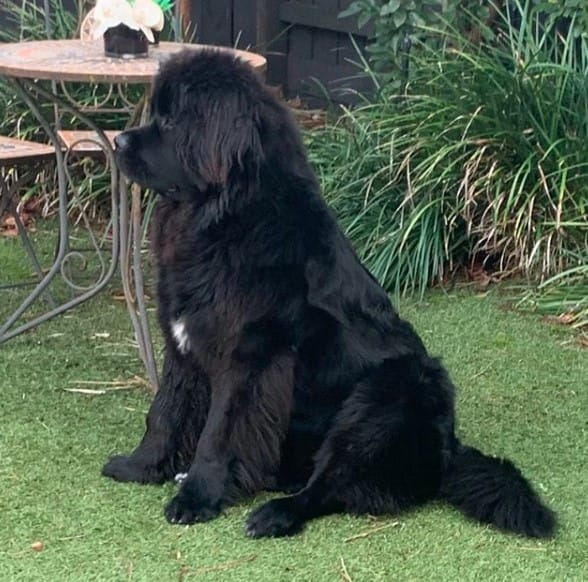14 Interesting Facts About Newfoundlands - PetPress