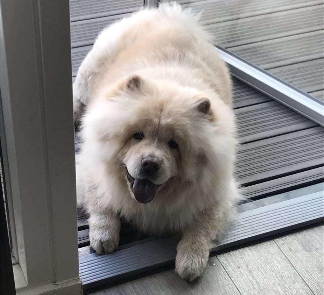 14 Pics Proving That Chow Chow is the Cutest Dog Breed Ever - PetPress