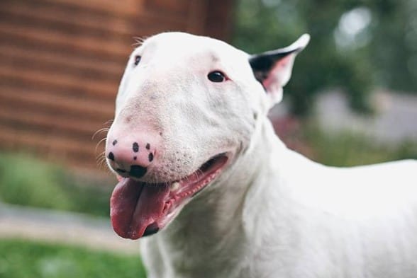 14 Interesting Facts About The Bull Terrier That Will Reveal To You The ...