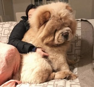 14 Pics Proving That Chow Chow is the Cutest Dog Breed Ever - PetPress