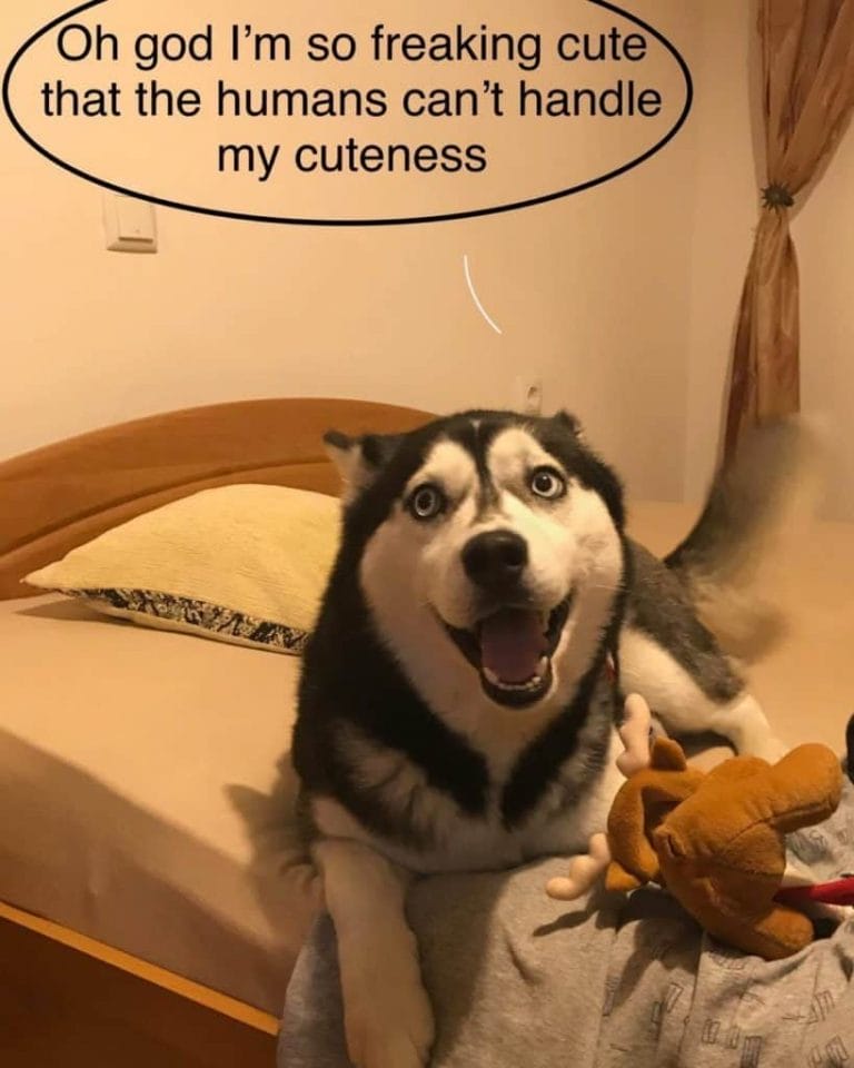 15 of the Best Siberian Husky Memes - PetPress