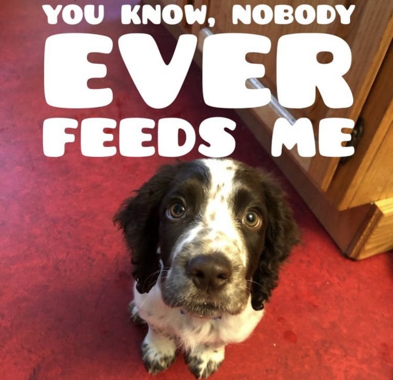 14 Funny Springer Spaniel Memes - PetPress