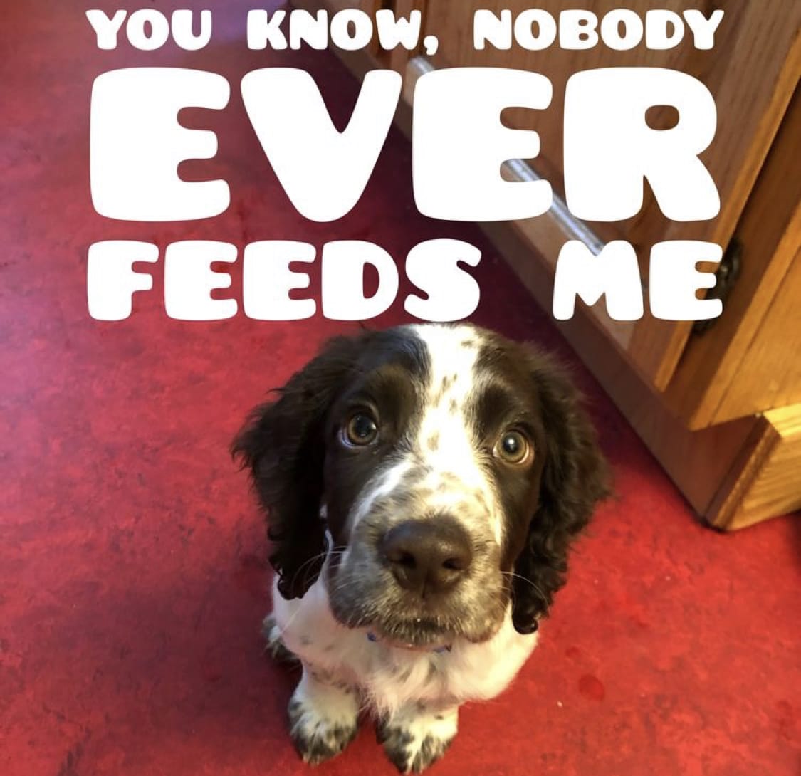 14 Funny Springer Spaniel Memes - PetPress