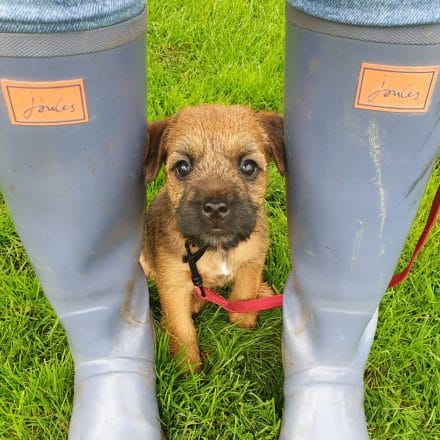 14 Border Terrier Pics Only Their Owners Will Understand - PetPress