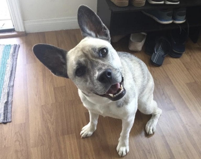 14 Amazing Husky Mixes That Will Melt Your Heart - PetPress