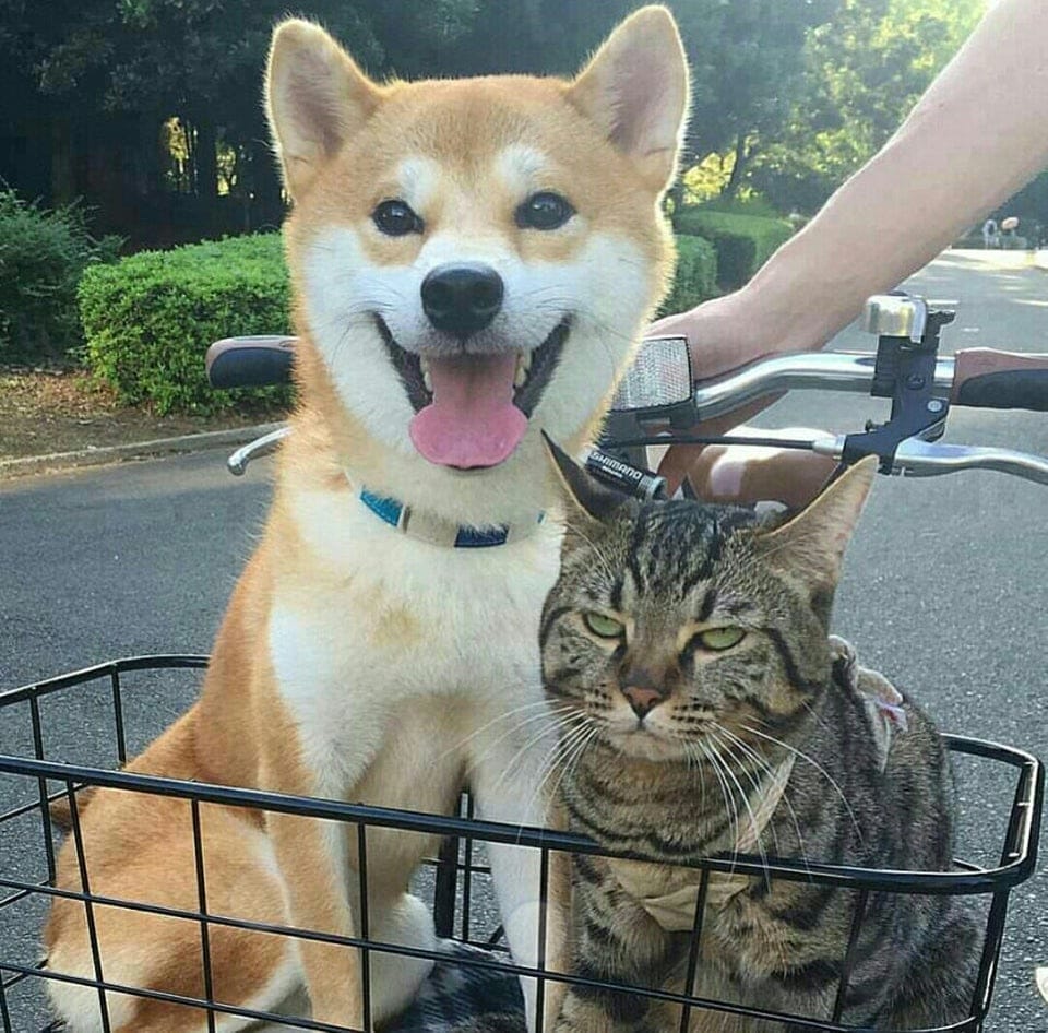 14 Things You Should Know About Shiba Inu - PetPress