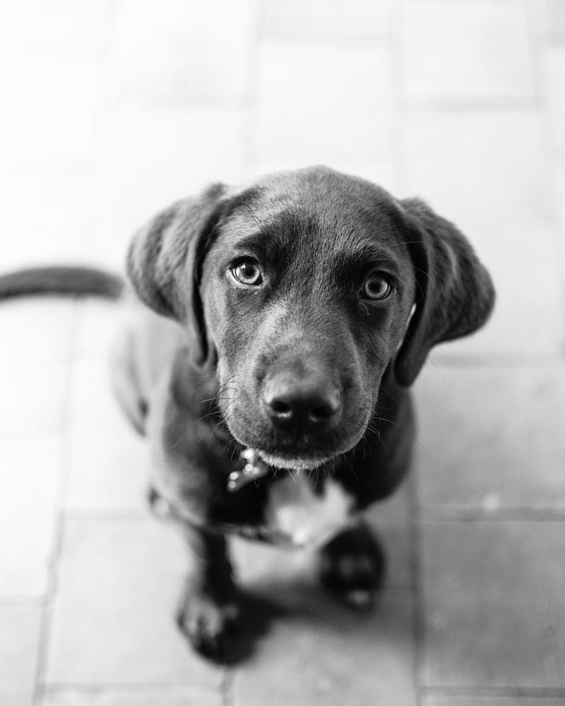 14 Reasons Why Labrador Retriever Is The Best Creature In The World ...