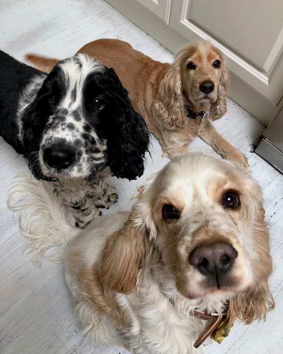 15 Facts You Should Know About Cocker Spaniels - PetPress