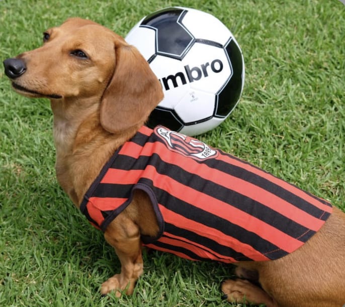 The 14 Best Jobs For Dachshunds - PetPress