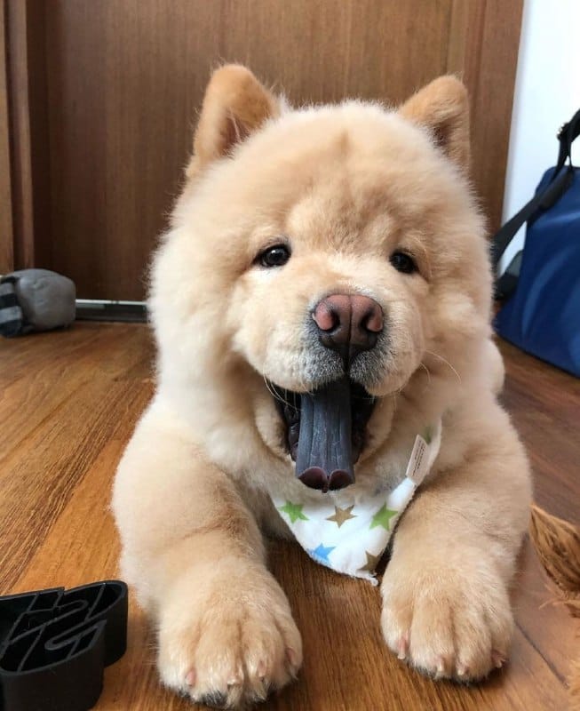 14 Funny Chow Chows That Will Make Your Day - Page 2 of 4 - PetPress